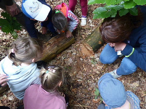 ILL-eV.: Ein tierisch spannender Waldspaziergang
